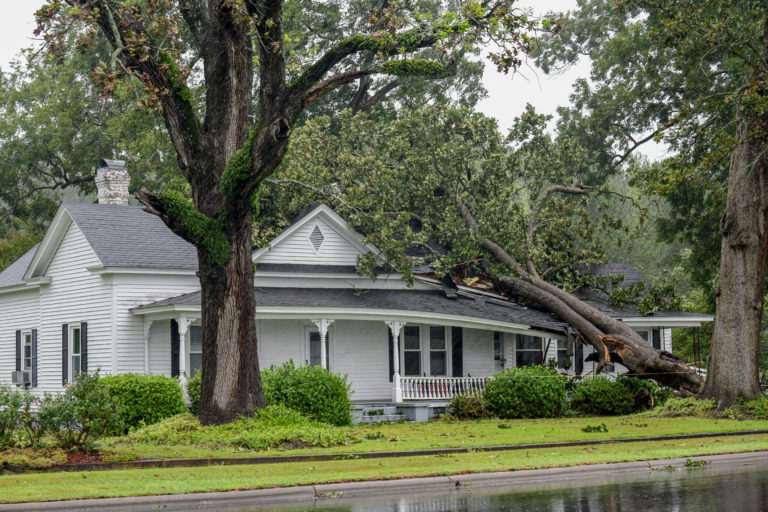 What to Do When a Tree Falls on Your Roof | C.R. Thompson Roofing | www ...